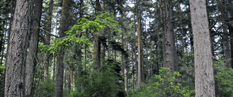 Price Sculpture Forest park/garden in Coupeville on Whidbey Island